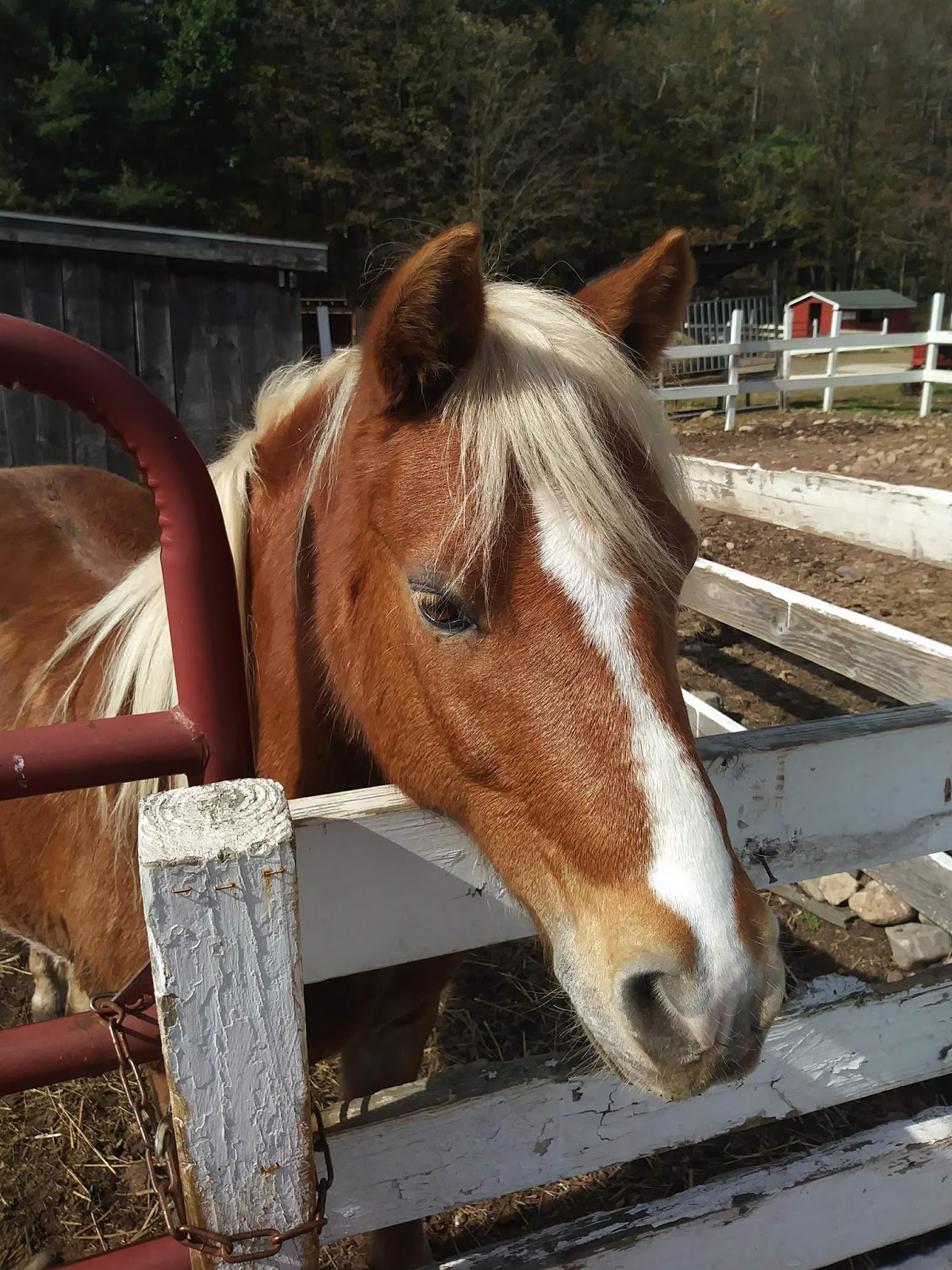 Butterfly Days: Flamig Farm