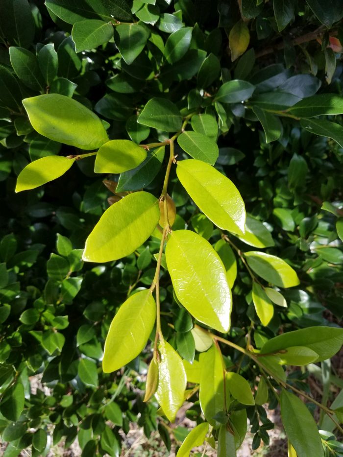 Future Plants by Randy Stewart: Isu Tree