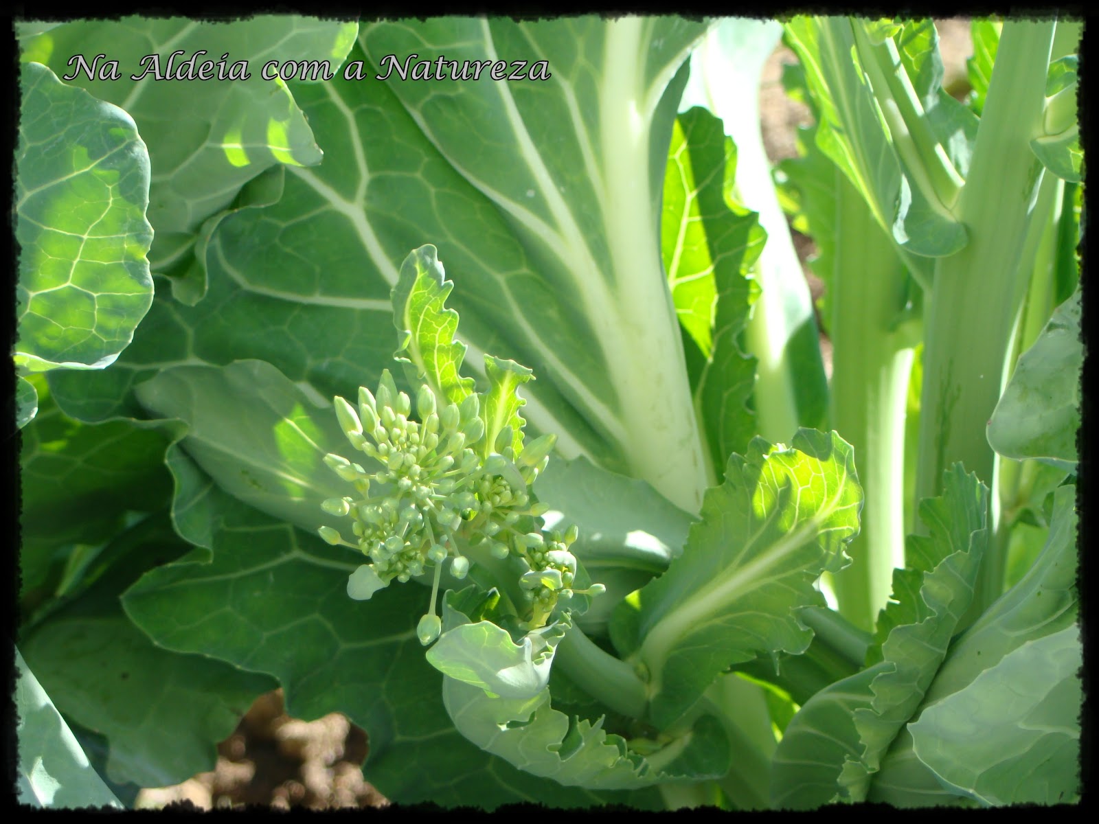 Na Aldeia com a Natureza: Grelos ou Espigos!!!