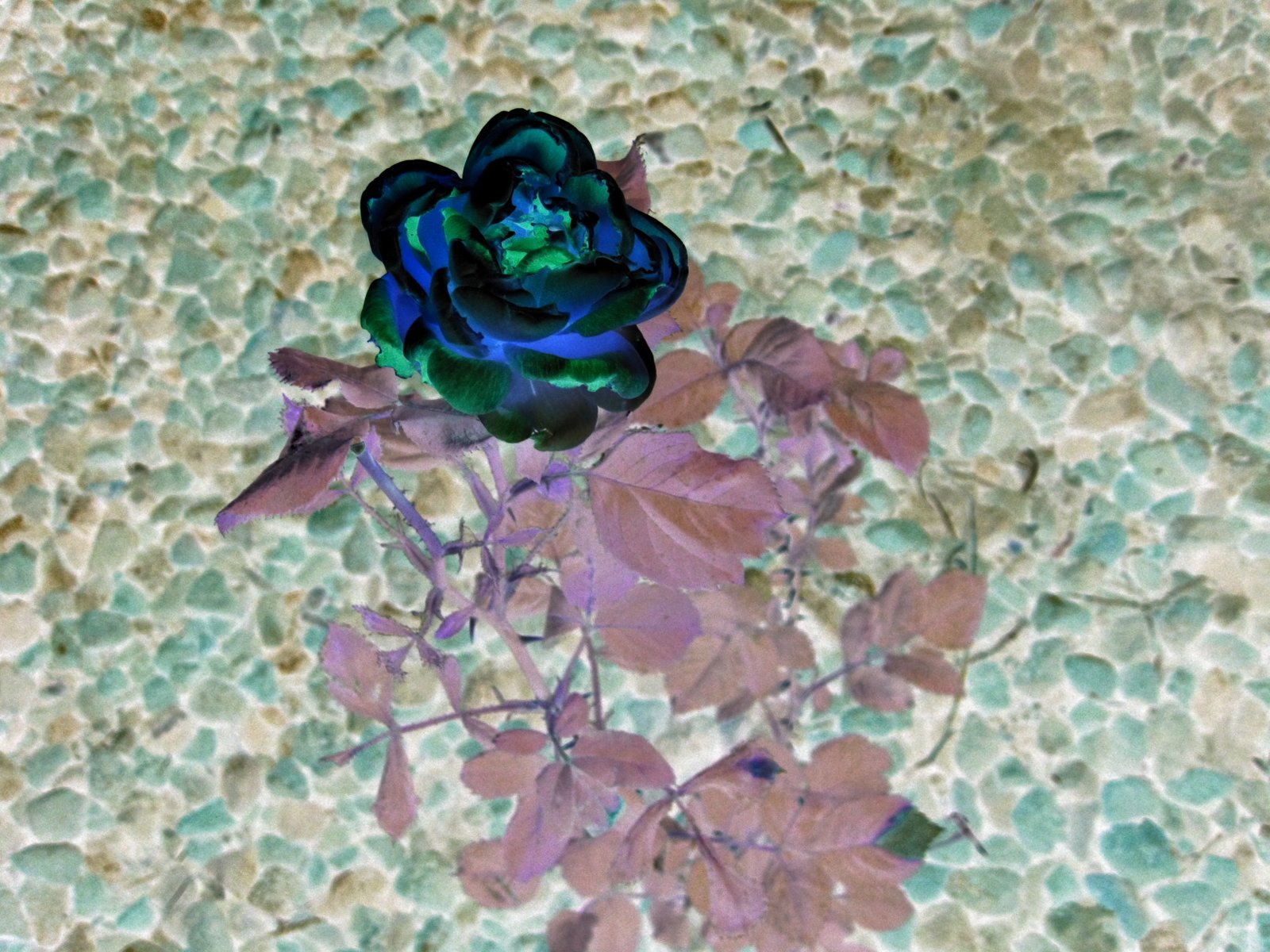 marylourambles: Reverse Colors