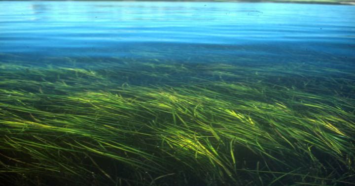 A View from the Beach: 2017 Sets Modern Record For Bay Grasses