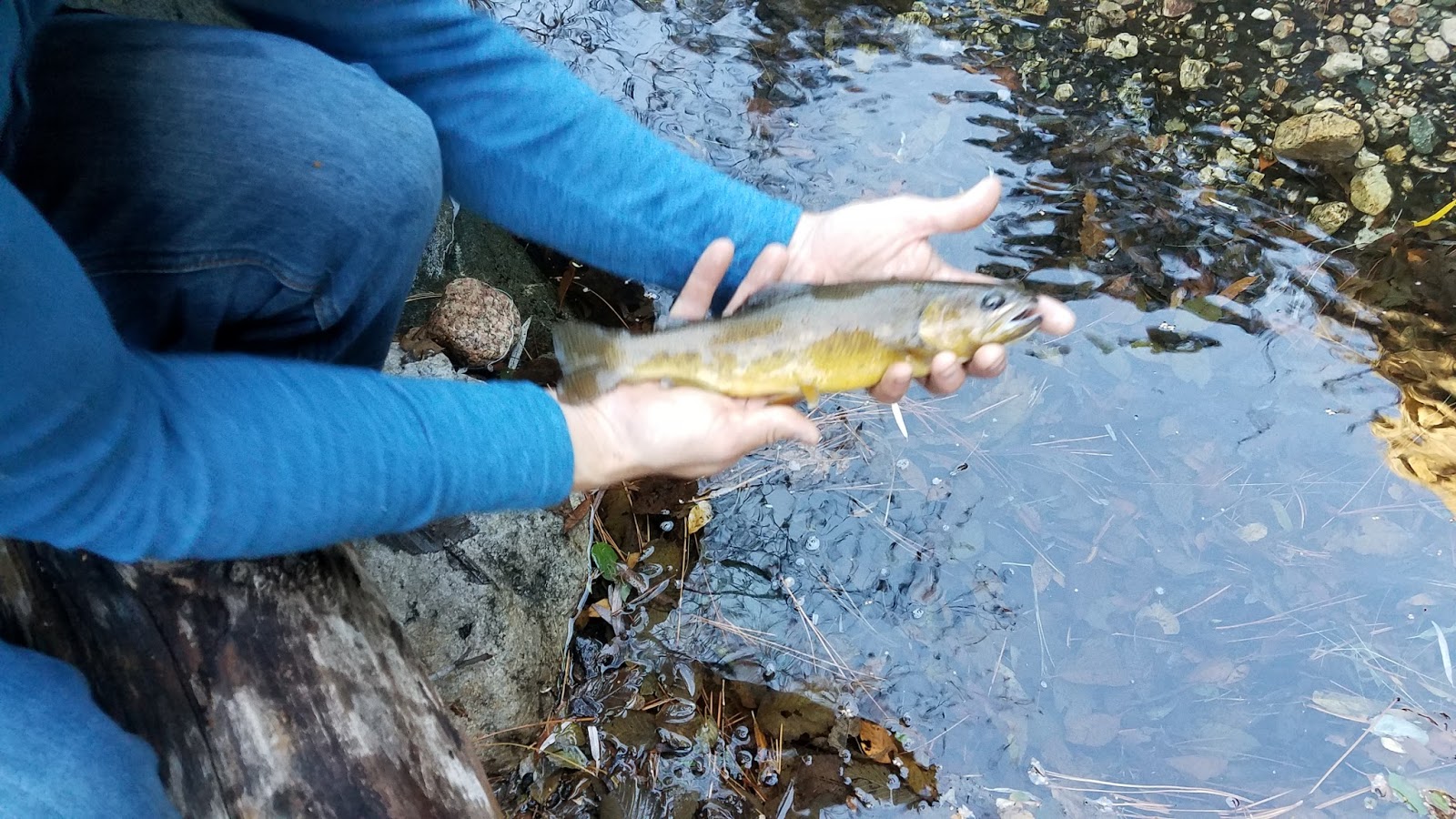 Catching Gila Trout.