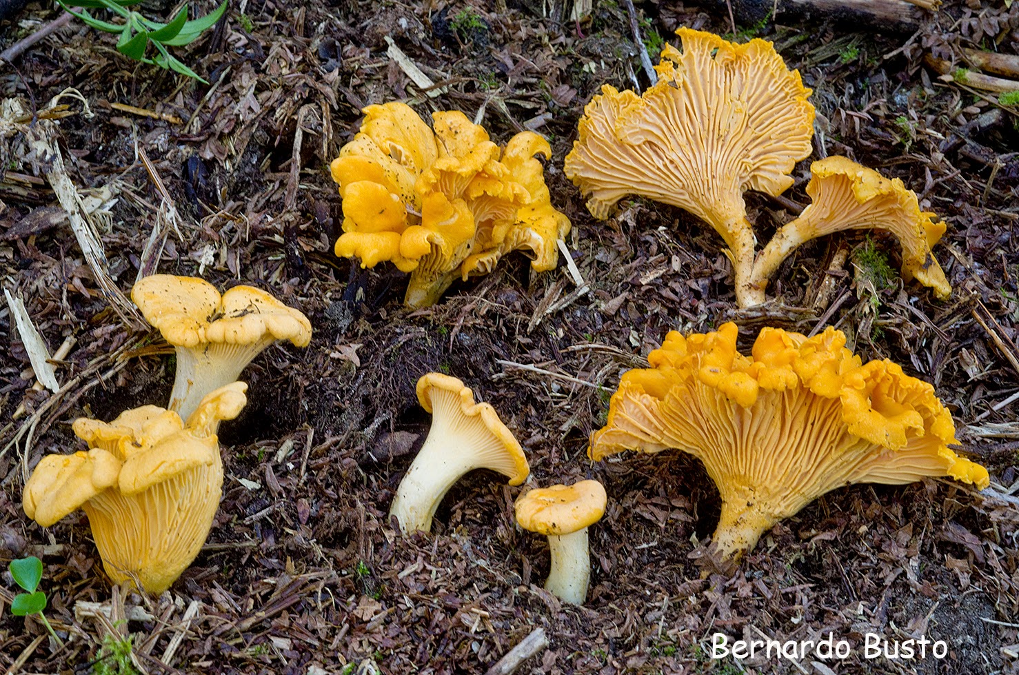 RÍA DE LA VILLA: Una de Rebozuelos