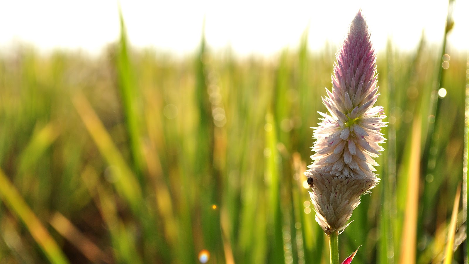 TOP HD WALLPAPERS: LIFE HD WALLPAPER