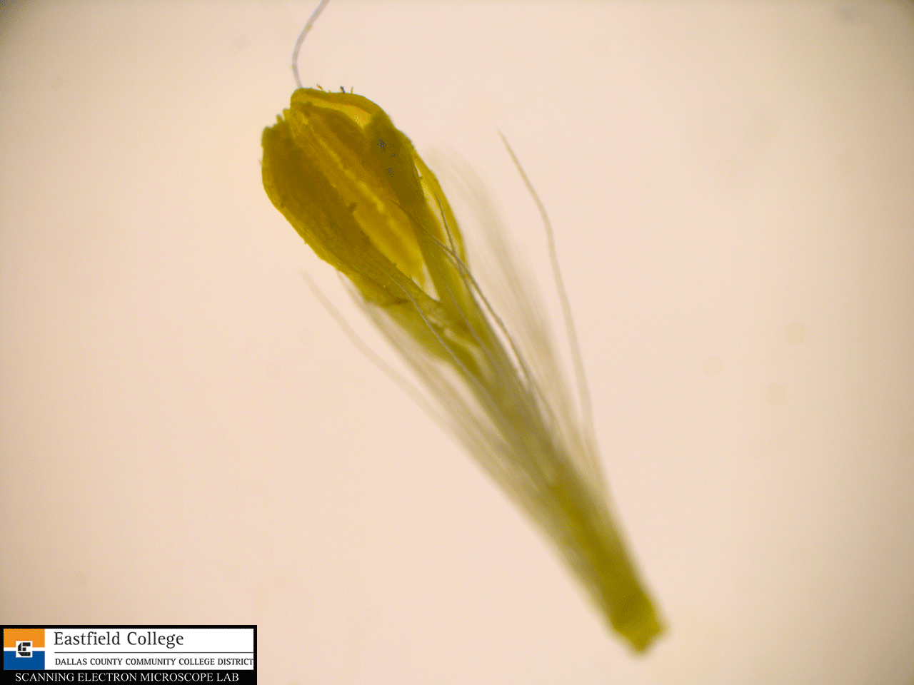 Scanning Electron Microscope Blog: October 2012