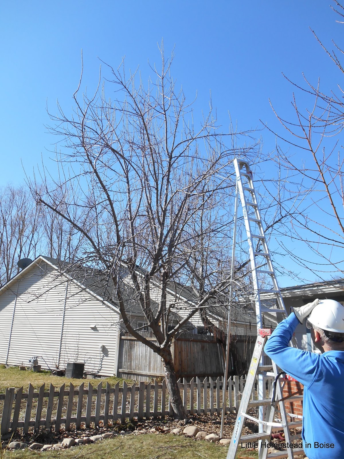 Little Homestead In Boise : DIY Large Fruit Tree Pruning, Homemade ...