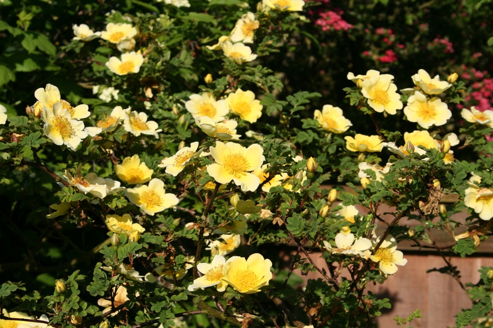 Pagus Soham: Rosa xanthina ... canary bird rose