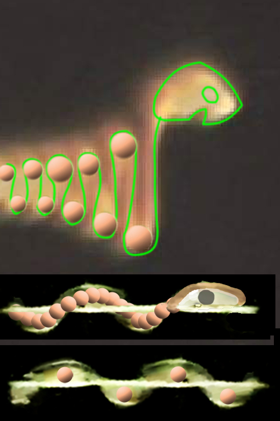 Cenuitica: Ovni Serpiente, Dinamarca 4-10-2016, interpretación cenuítica