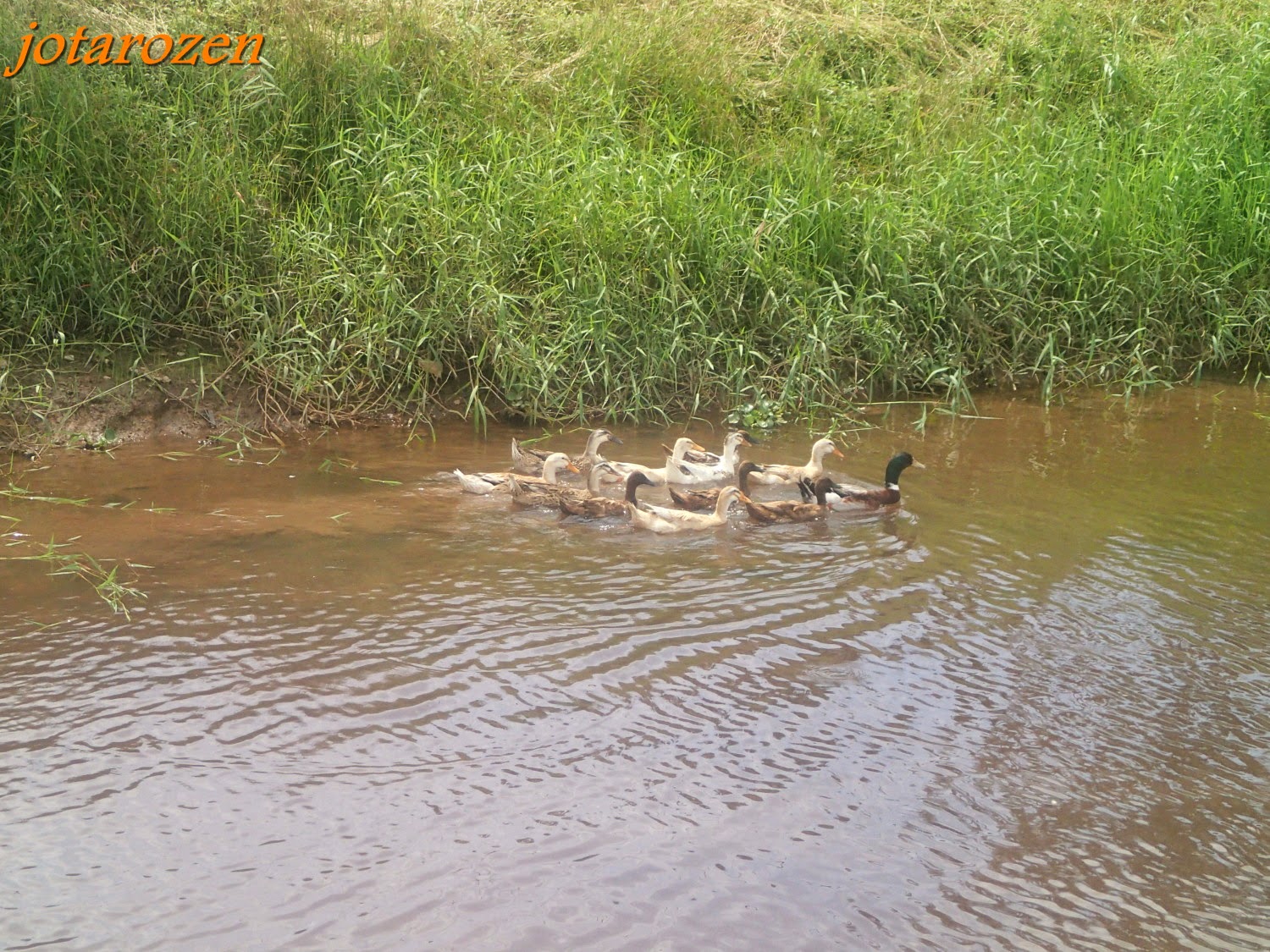 Footsteps - Jotaro's Travels: Gallery : Scenic Sekinchan Padi Fields