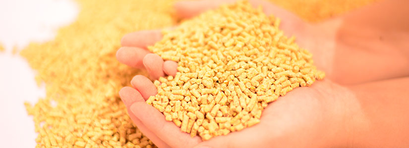 DOC Broiler / Layer & Pullets - PT. Poultry Farm Indonesia