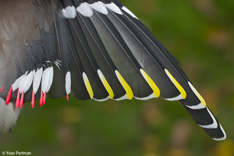 Waxwing fever | Focusing on Wildlife