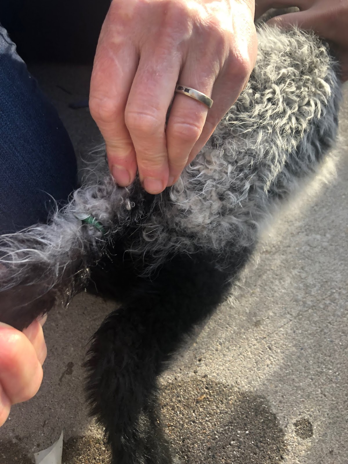 Lamb Tails - My Welcome Home Farm