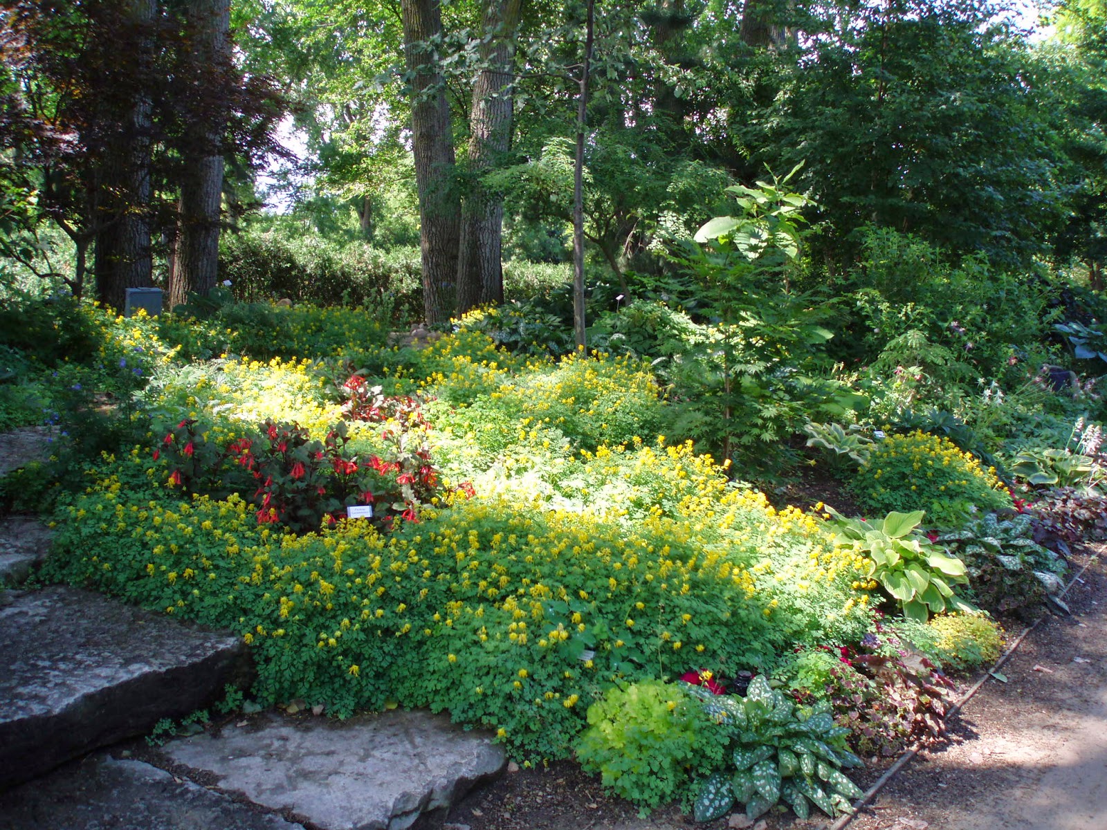 Rotary Botanical Gardens - Hort Blog: Yellow Fumitory (Corydalis lutea)