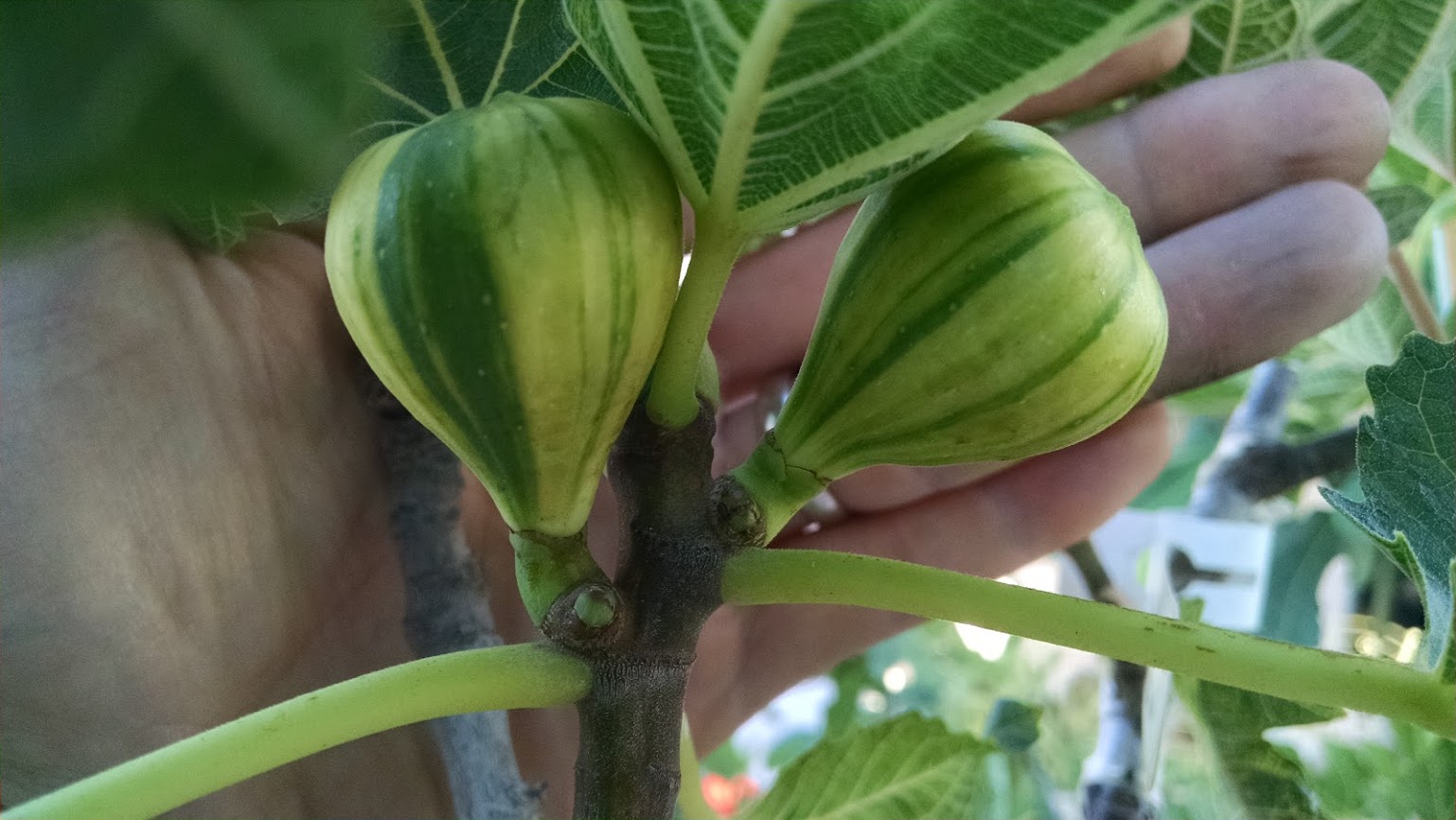 Desert Valley Orchard: Panache Fig