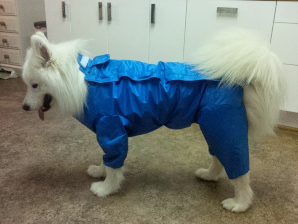 Follow the Soft Shadows: Samoyed Coat