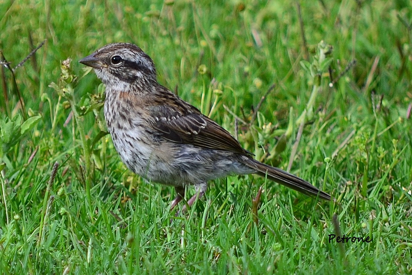 Aves de La Floresta: Chingolo