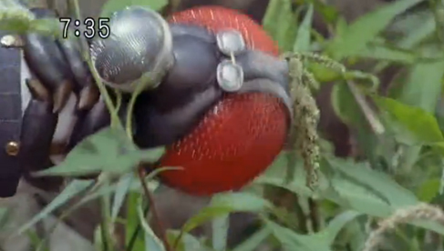 detached from reality ♚: toku post #2; gekiranger