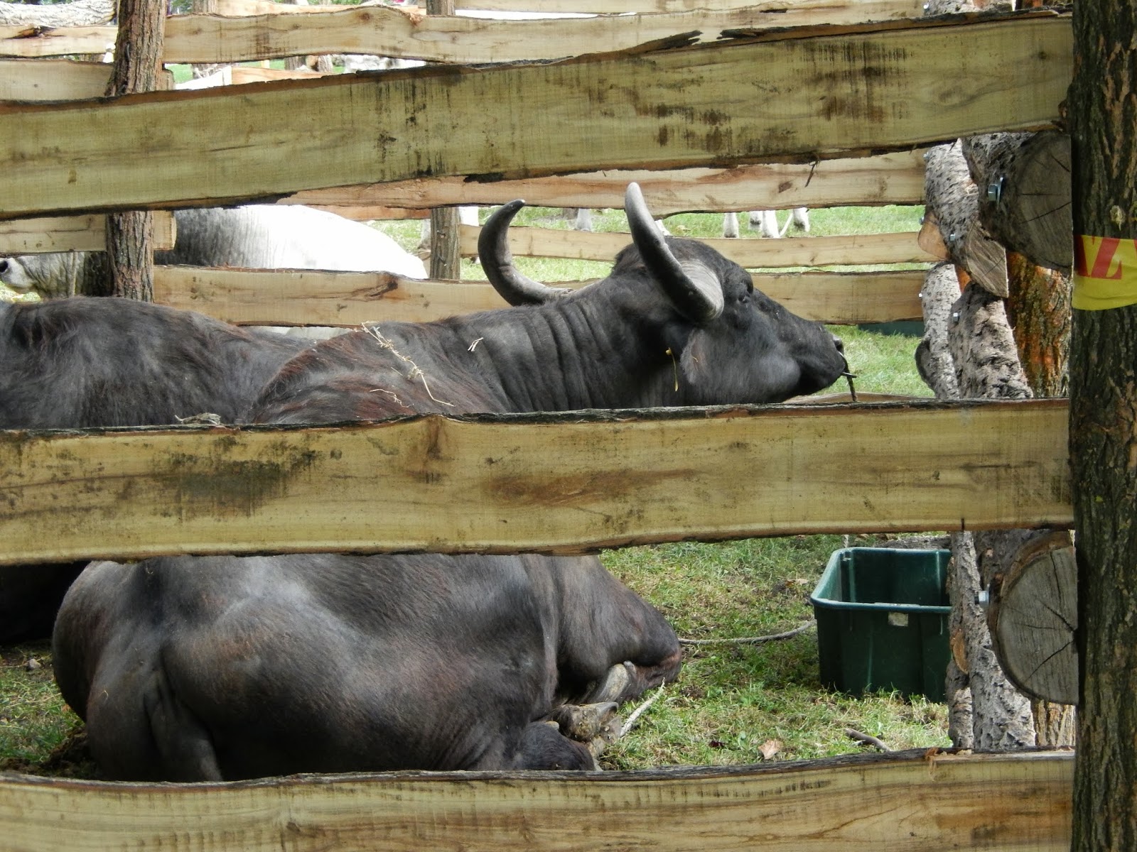 Dumneazu: Longhorns and Buffalo: Home on the Range!