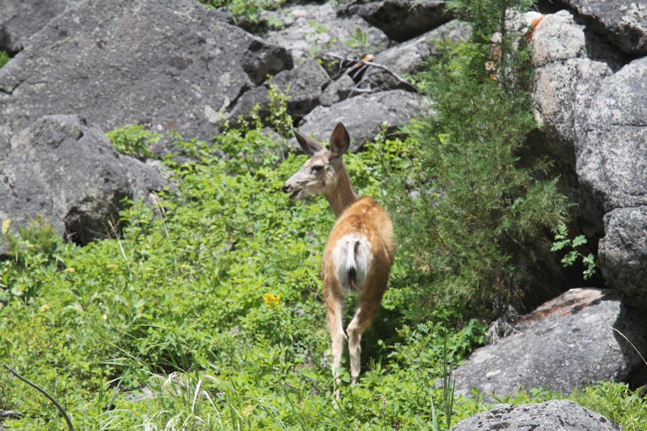 Kalamazoo Seasons: Western deer