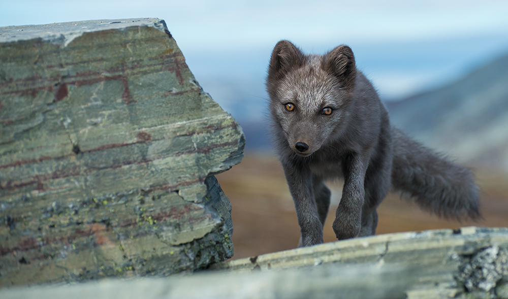 Øyvind Buljo Naturfoto: Fjellrev