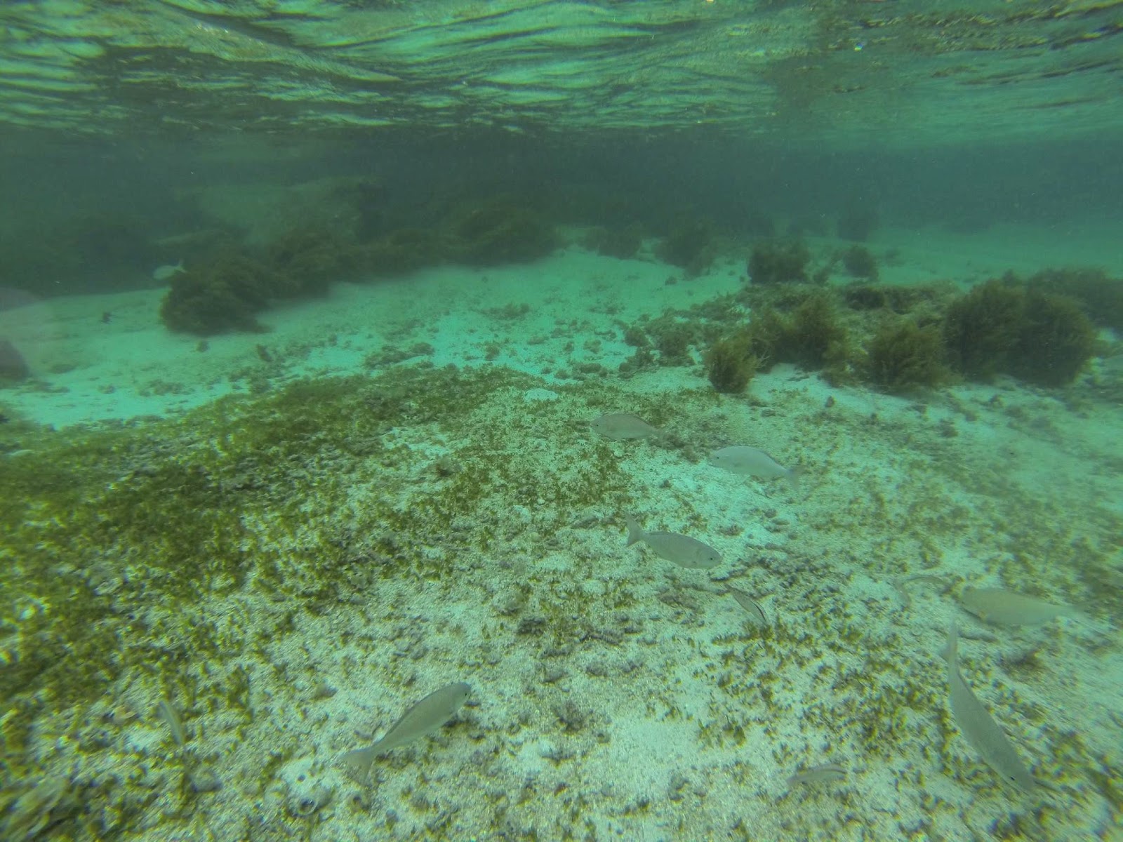 Snorkeling at Salmon Bay Rottnest Island - Western Australia - Travel ...
