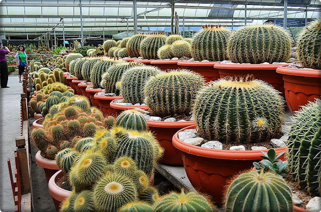 All you need to know about Cactus