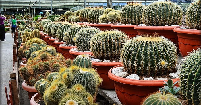 All you need to know about Cactus