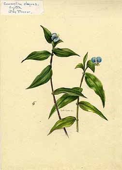 Flora de Puerto Rico Ilustrada Papo Vives: PLANTAS INDESEABLES PARA ...