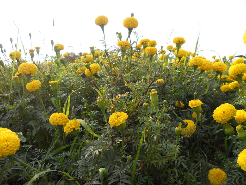 My Clicks: Marigold (Genda) Flower