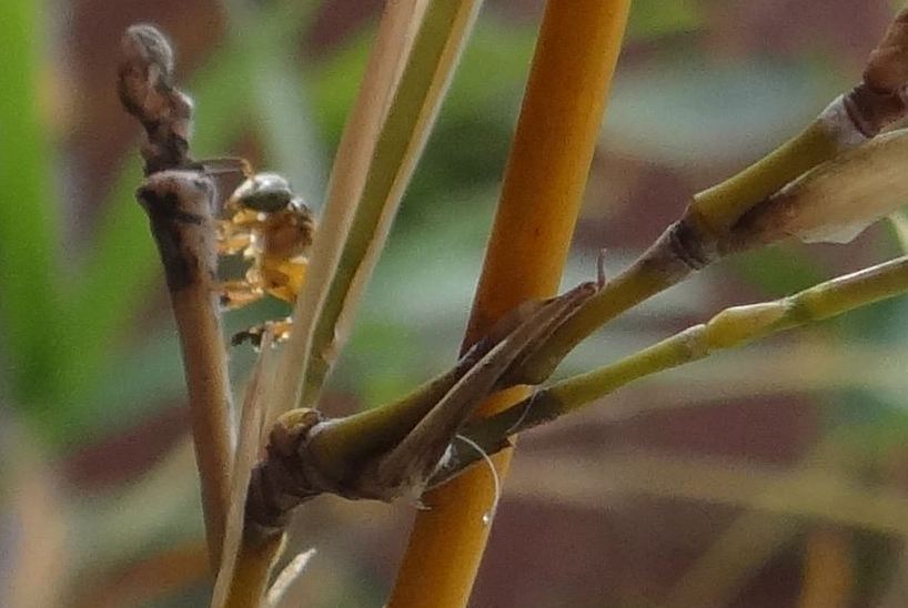 Agrobambu/Bambuplatz Garten: INSETOS DO BAMBU - BAMBOO INSECTS