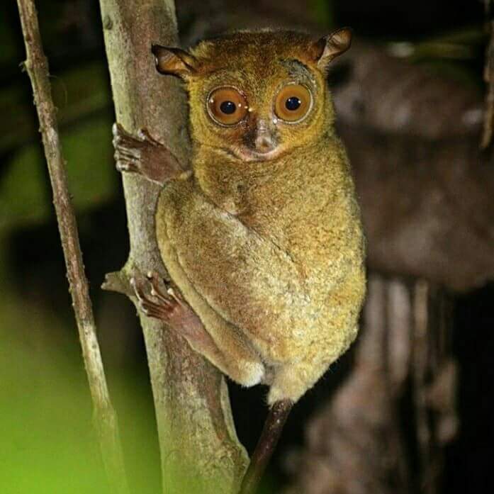 My Metro Manila Photo Blog: Exploring the beauty of BOHOL island ...