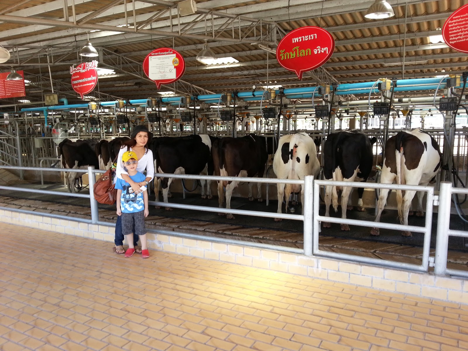 The World of Fairygodmotherhood : Thailand: Farm Chok Chai