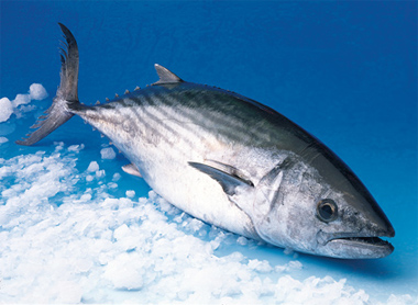 Sarah on Sabbatical: Marmita de Bonito; a Cantabrian fish stew