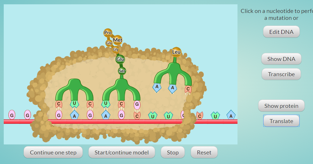 Grado 7° DISFRUTEMOS LAS CIENCIAS NATURALES profesor MAURIS SARRIA: ADN - ARN - PROTEINA ...