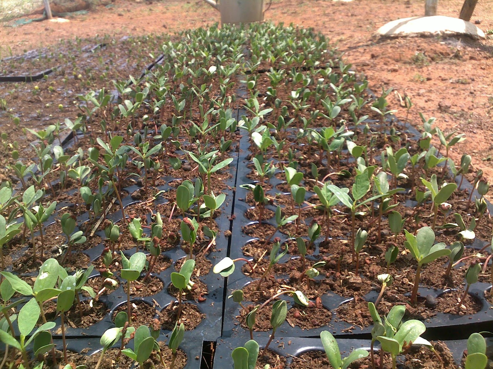 Techie2Aggie: Food security for Goats & Sheep with CO4, Agathi