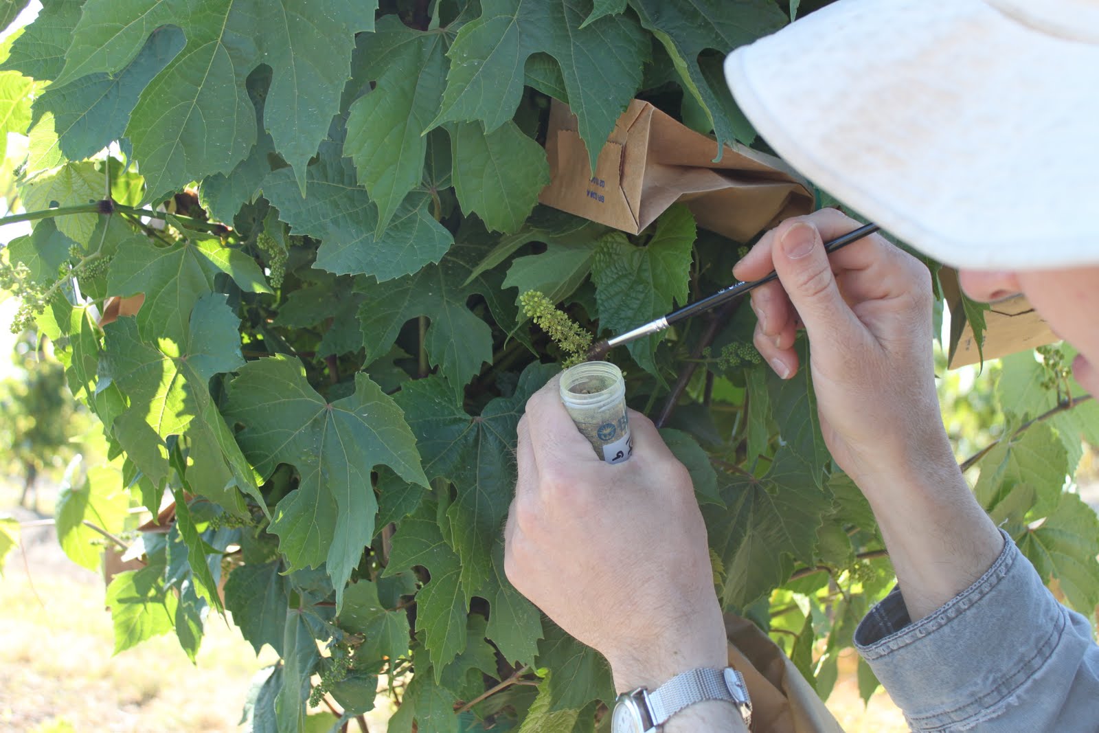 viticulture: Breeding New Pest Resistant Rootstocks for Grapes