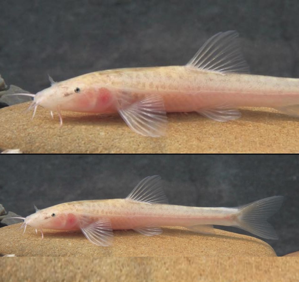 Species New to Science: [Ichthyology • 2017] Triplophysa luochengensis ...