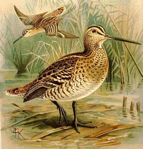 Great snipe images | Birds of India | Bird World