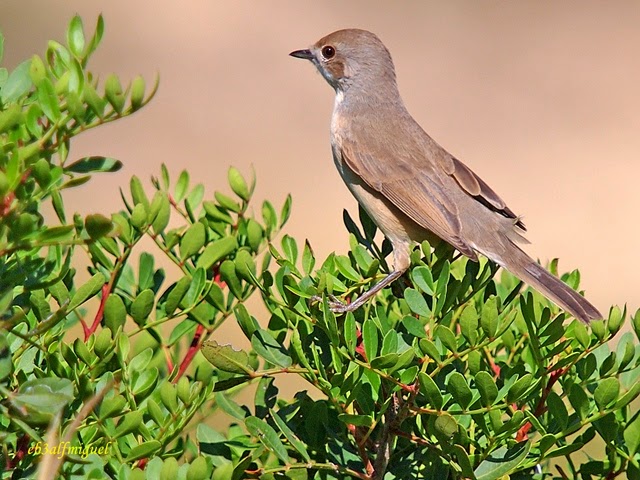 Miguel fotografia: Currucas Sylvia (animal)