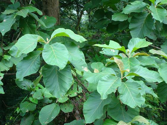 Teak - Tree Directory