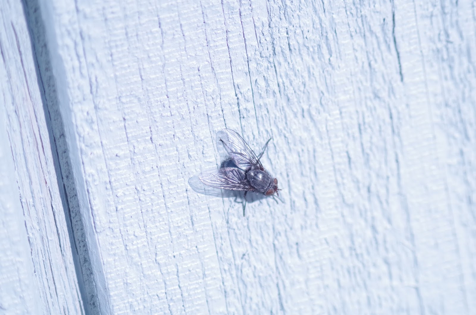 The Bugs in the Backyard: Snow Bugs