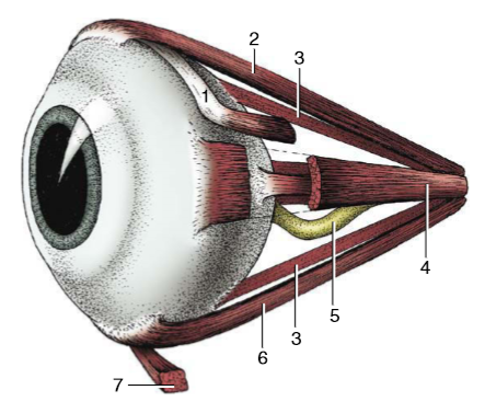 Eye Opener: Anatomy - Muscles of the eye