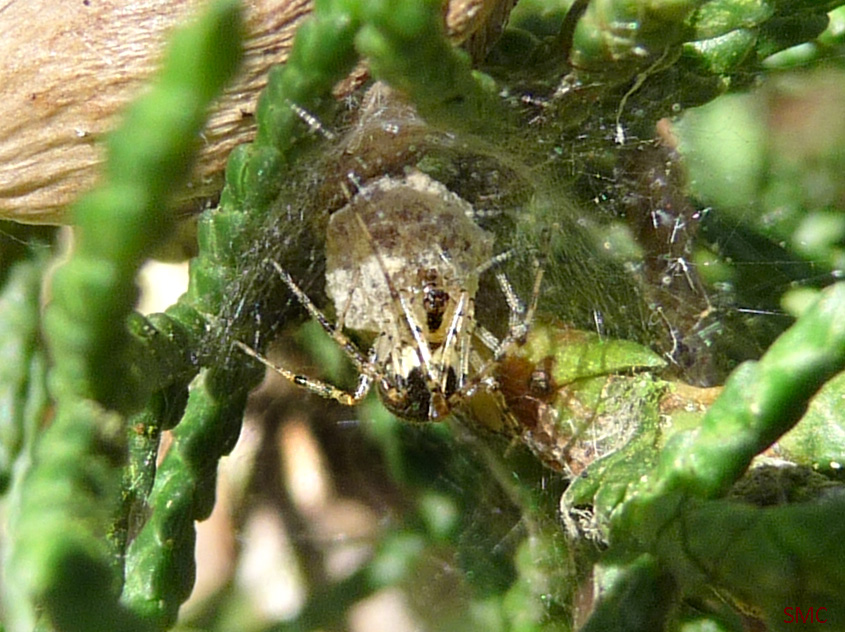 Spiders and me: Spiders in Seattle: a walk through the Washington Park ...