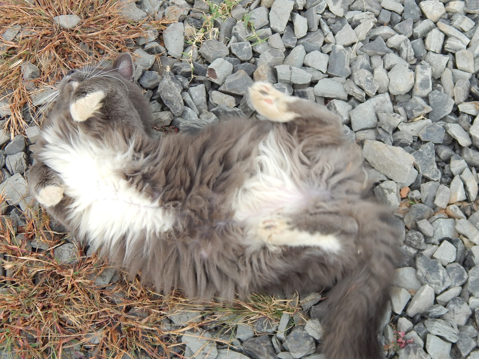 Thoughts from Frank and Fern: Homestead News, Volume 15