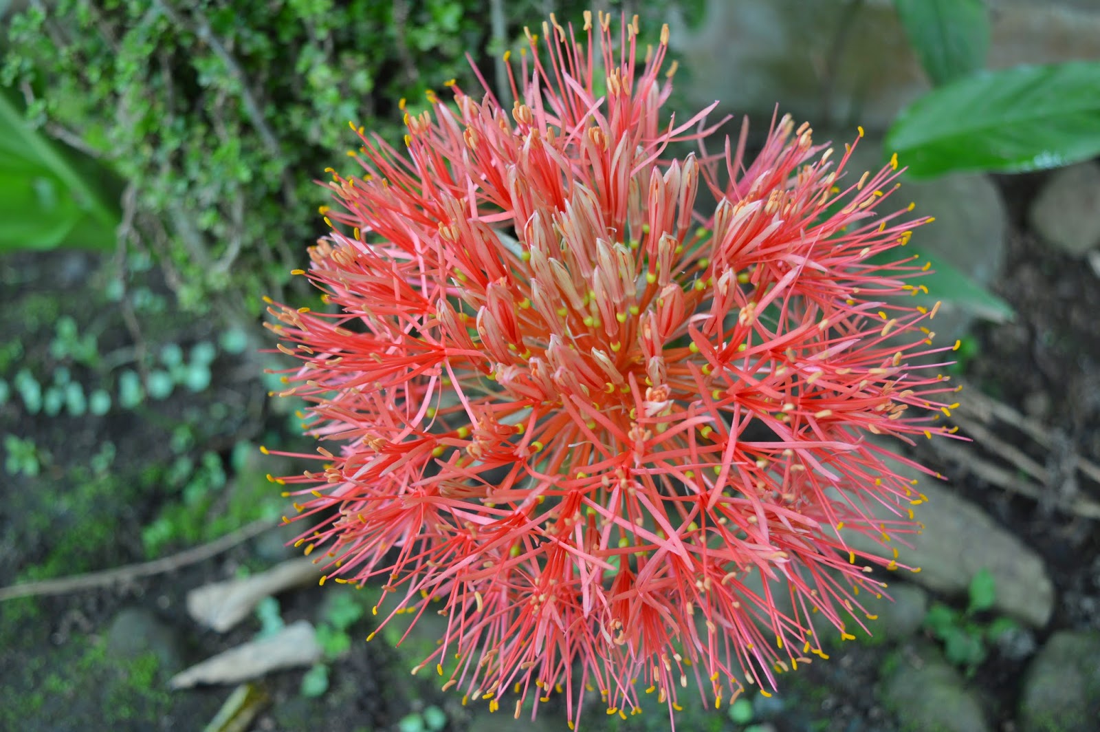 Bunga Desember | hidup kreatif