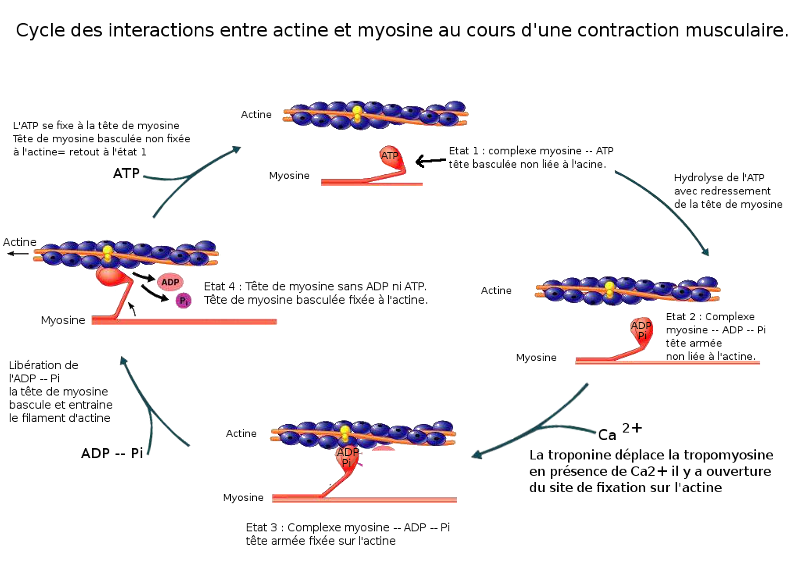 Z-Fit Santé: Le Muscle