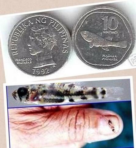 Pandaka Pygmea Small Fish that Almost Transparent ~ Technology ...