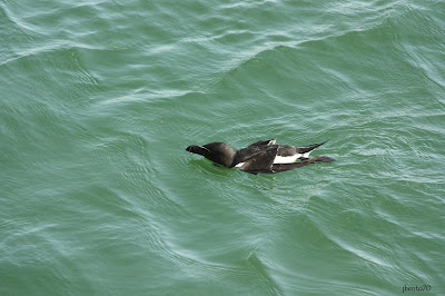 Birding Cascais: Torda-mergulheira / Razorbill (Alca torda) na Baía de ...