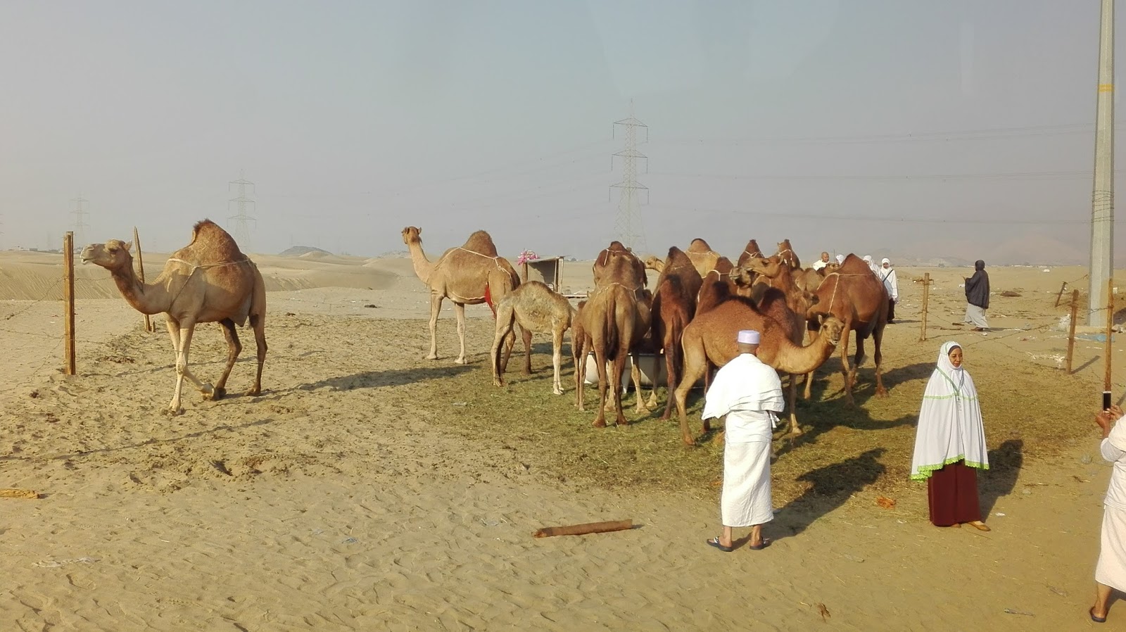 Cempaka Biru: LADANG UNTA