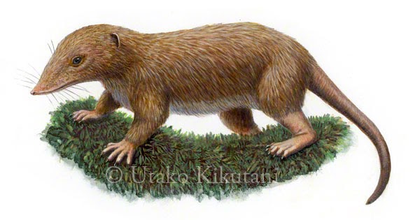 Escenarios prehistóricos: Eozostrodon